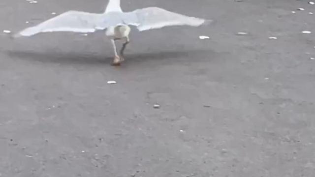 чайка и персик