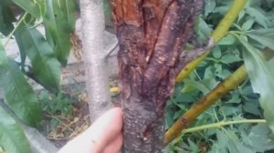 Почему усыхают персики.