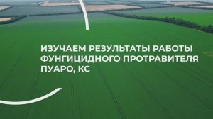 Соя. Защита семян+инокуляция в один шаг - выбираем эффективный протравитель