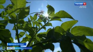 ГТРК СЛАВИЯ 2025 Новгородский округ режим ЧС виды на урожай картофеля 31.07.25
