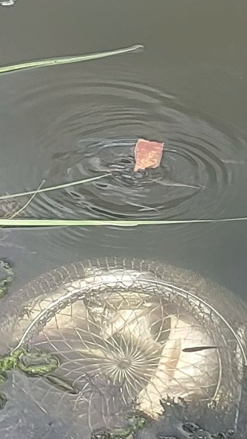 малёк🐟🌿