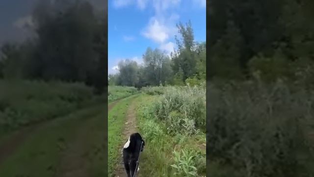 КАК Я НАШЛА ИЗБУ... ВИДЕО ОТ ЗАРИ