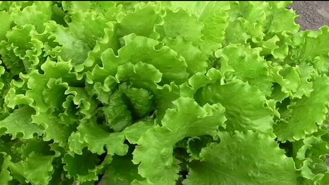 Салат КУЧЕРЯВЕЦ ОДЕССКИЙ