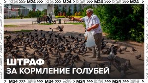 Россиян предупредили о штрафах за кормление голубей - Москва 24