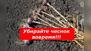 Одна ошибка при уборке озимого чеснока и вы лишитесь заветного урожая!!! #чеснок #уборка #урожай