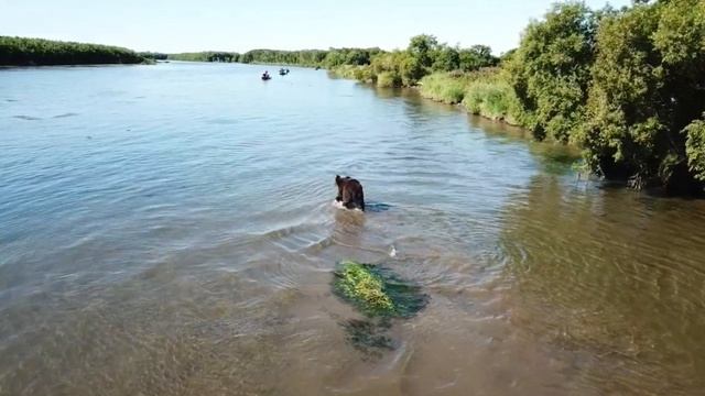 Камчатка, река Большая. Медведь на реке. Kamchatka. Bear on the Bolshaya river.