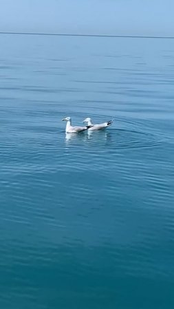 Танцы на воде.