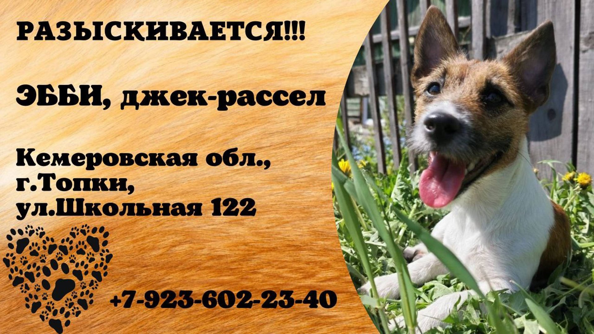 Пропала собака! ЭББИ. Джек-рассел. Кемеровская обл,  г. Топки