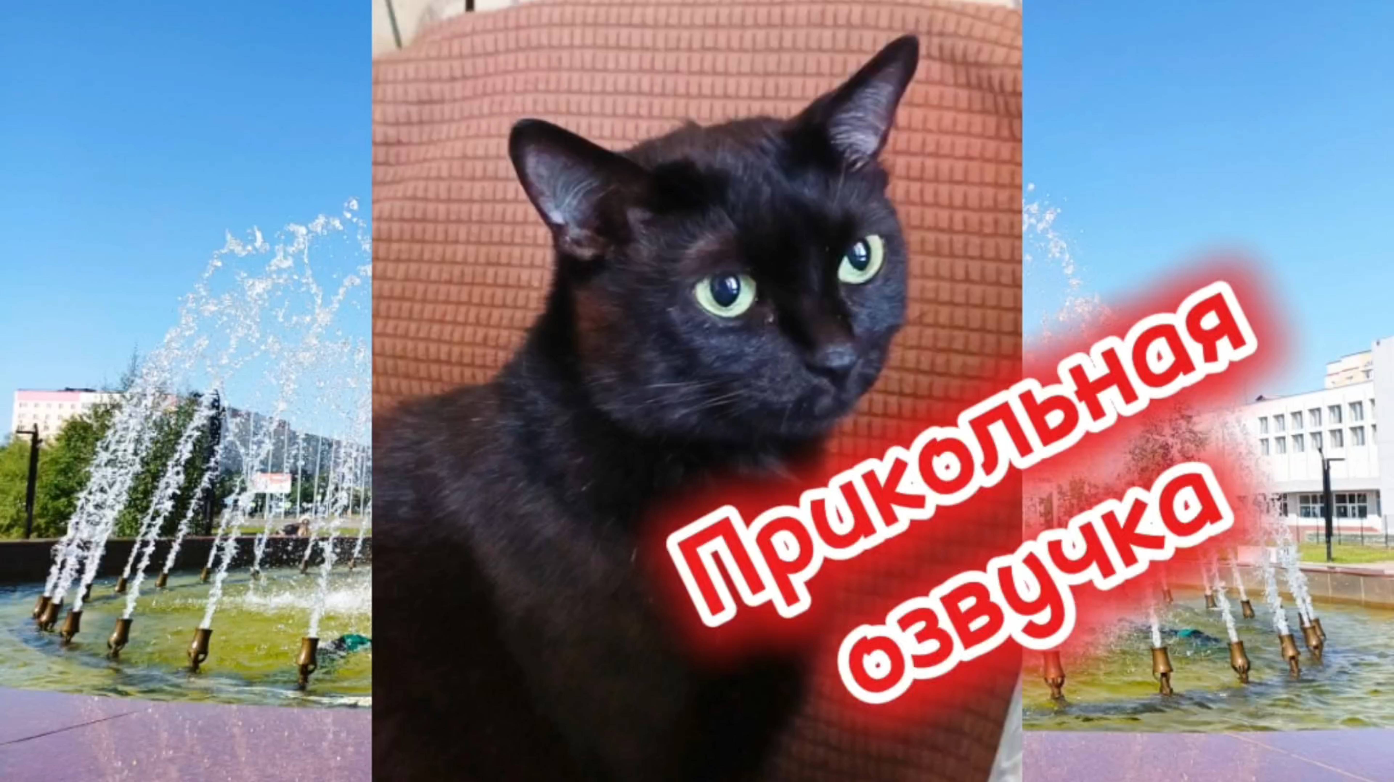 Юмор десантников. Кошки с озвучками.