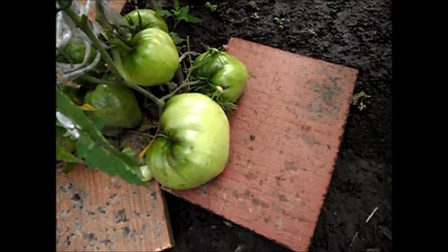Помидоры СЕВРЮГА