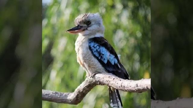Кукабара
