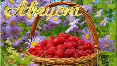 С августом. Музыкальная открытка.