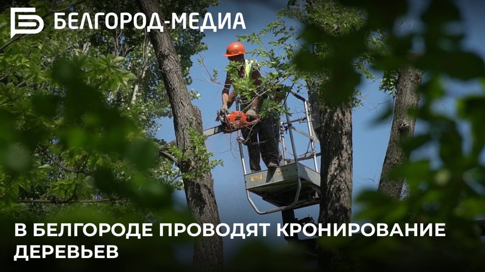 В Белгороде проводят кронирование деревьев