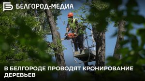 В Белгороде проводят кронирование деревьев