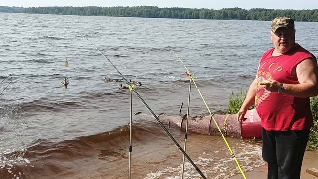 Пока рыба не клюёт закормим диких  уток.