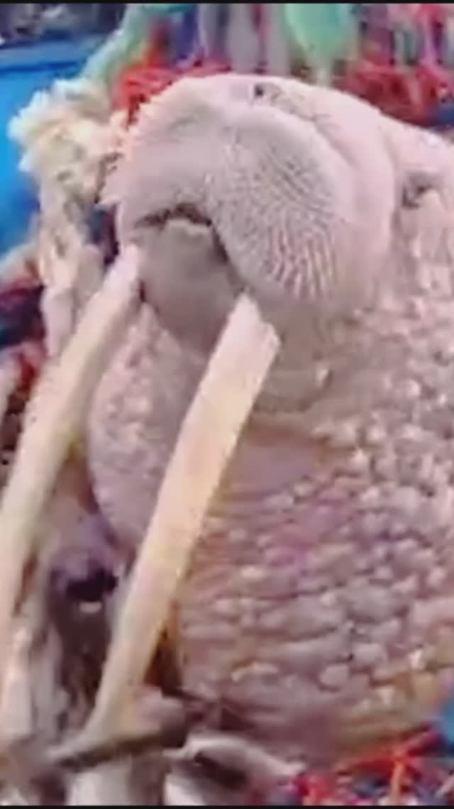 Не ту рыбу поймали!😉