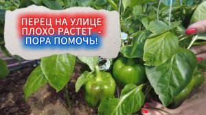 ПОЧЕМУ ПЛОХО РАСТУТ ПЕРЦЫ — ПЛОДЫ ТОЛЬКО ВНИЗУ. КАК ЗАСТАВИТЬ ПЛОДОНОСИТЬ КУСТ ЦЕЛИКОМ.