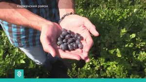 В Киржачском районе в промышленных масштабах выращивают голубику