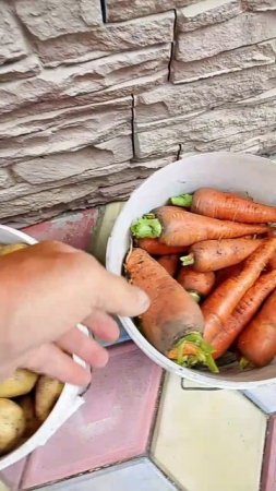 Урожай картофеля на 31 июля