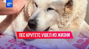 В Нижнем Новгороде умер пес Кругетс – самый толстый пес России