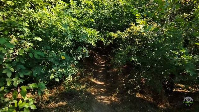 Тени деревьев и бутылки в кустах- как мы разрушаем казенный парк