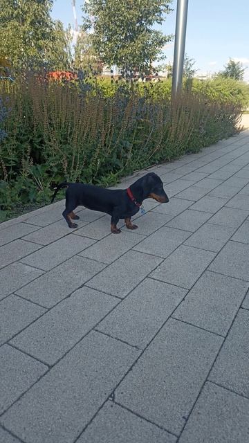Такса 🐾 на прогулке 🚶