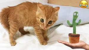 Смешные животные поднимут вам настроение 😍