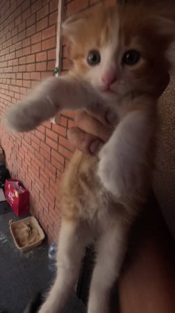 Вислоухая кошка родила пятерых котят . Обзор