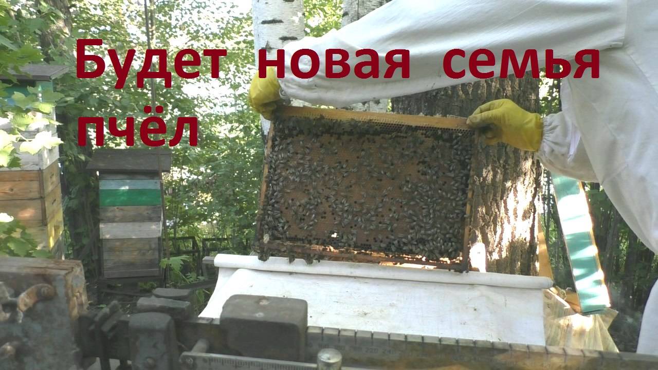 Отводок от роя через два месяца