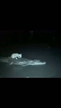 Друзья