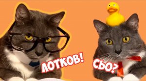 Котики в школе 1 серия, канал Кинопремьера