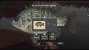 Рыбы с карточками в игре Русская рыбалка 2, коллекция озеро Лосиное, Солнечник красноухий, трофей