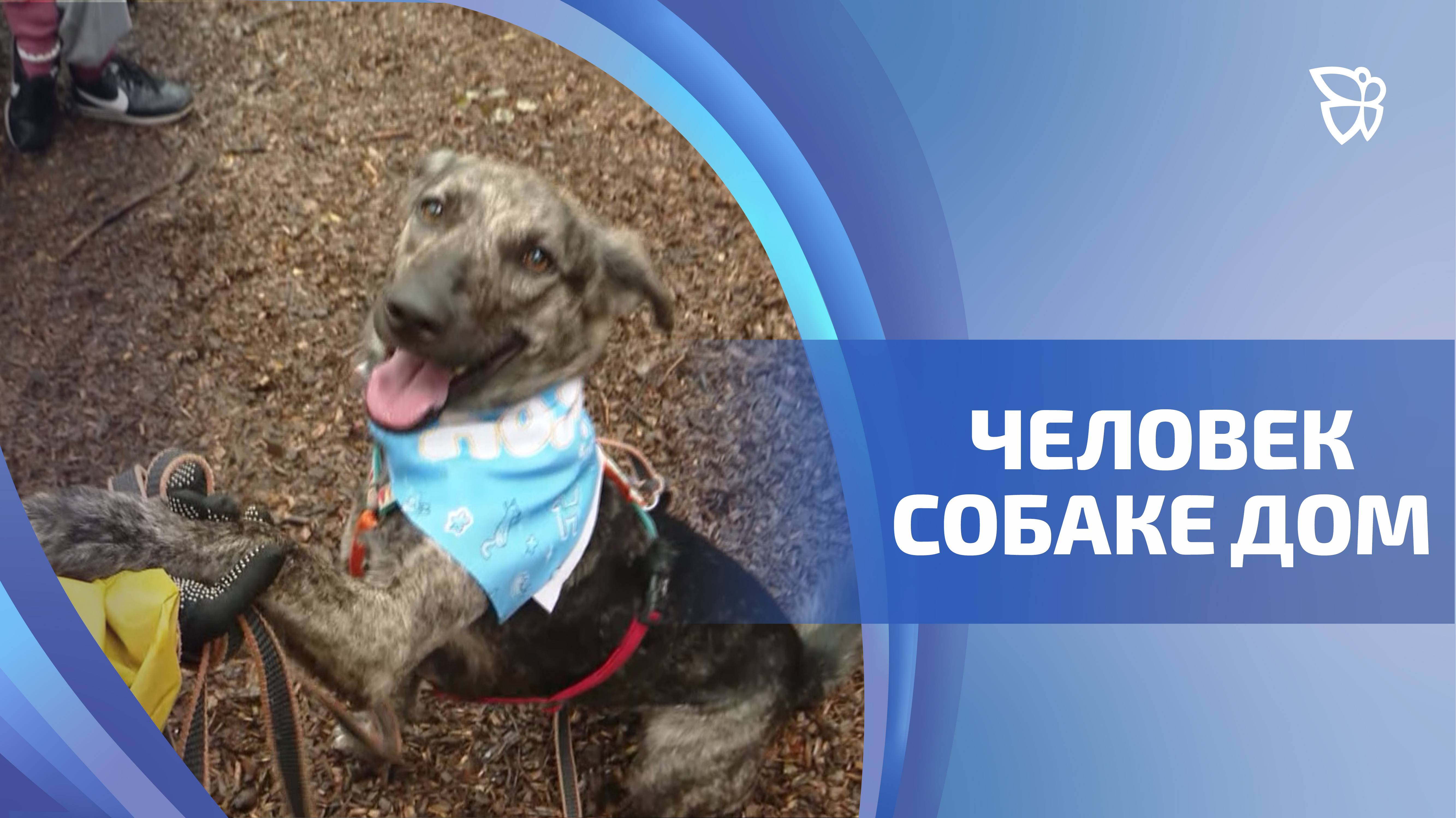 В Екатеринбурге прошел фестиваль в поддержку бездомных животных