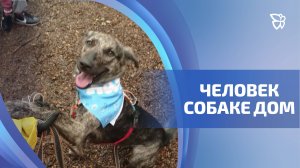 В Екатеринбурге прошел фестиваль в поддержку бездомных животных