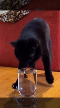 Котодискач