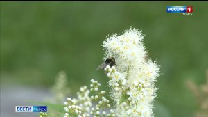 Вести-Томск, выпуск от 31.07.2025 21:10