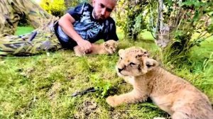 Эти львята родились в день когда Олег Зубков вернулся из больницы после АТАКИ ЛЬВА!