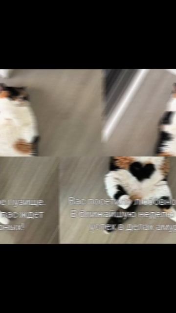 Котик очень красивый и фартовый 👍😻😃😃#котик #мем