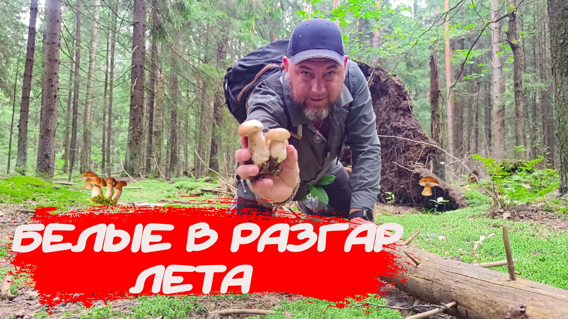 ГРИБЫ В РАЗГАР ЛЕТА 🌞 Белые грибы, подосиновики и лисички