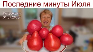 Июль с грозой, июльский воздух, снял комнаты у нас внаем или КОТоБудни от 31.07.2025г.