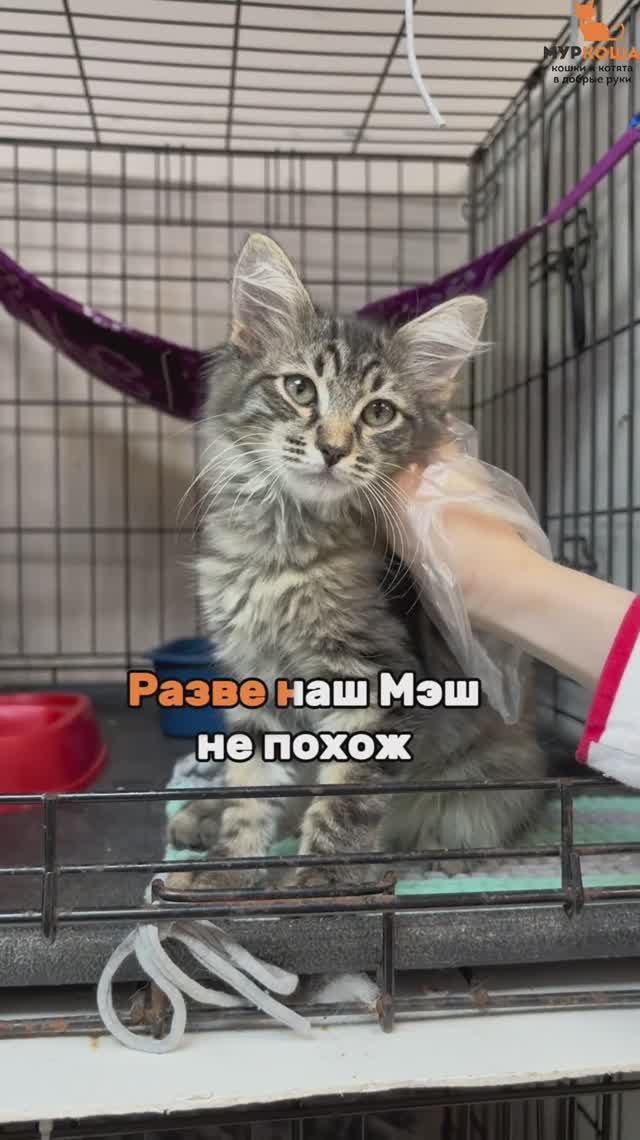 Мэш ждёт вас в приюте #Муркоша