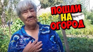 ПОШЛИ НА ОГОРОД , КАБАЧКИ ПОСМОТРИМ