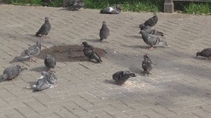 В Казани началась псевдочума!