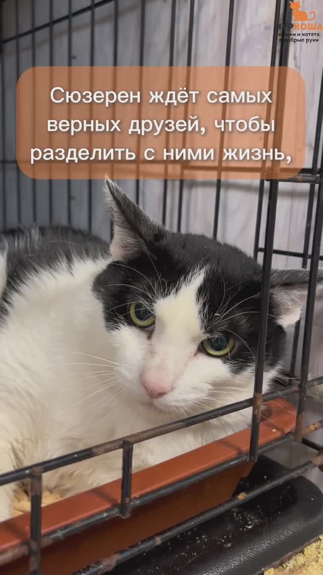 Сюзерен ждёт вас в приюте #Муркоша