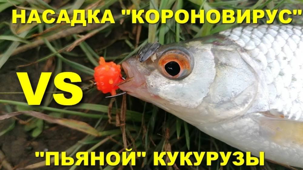 РЫБАЛКА на КАРПА! Пьяная КУКУРУЗА против КОРОНОВИРУСА! Кто ПОБЕДИТ?!