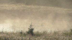 Природа ранним утром. Кадры с фотоловушки.
