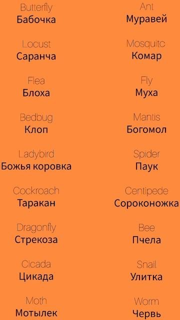 Насекомые 1 Insects 1