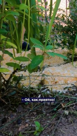 🤤 «Запах, запах, Анечка. Запах!»