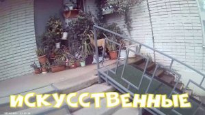 ЦВЕТЫ