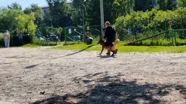 2 Отл. СС Марвил Юнион ТОР +++ №10. КЧК ТОБОЛЬСК 21 июня`25 Моно немецких овчарок